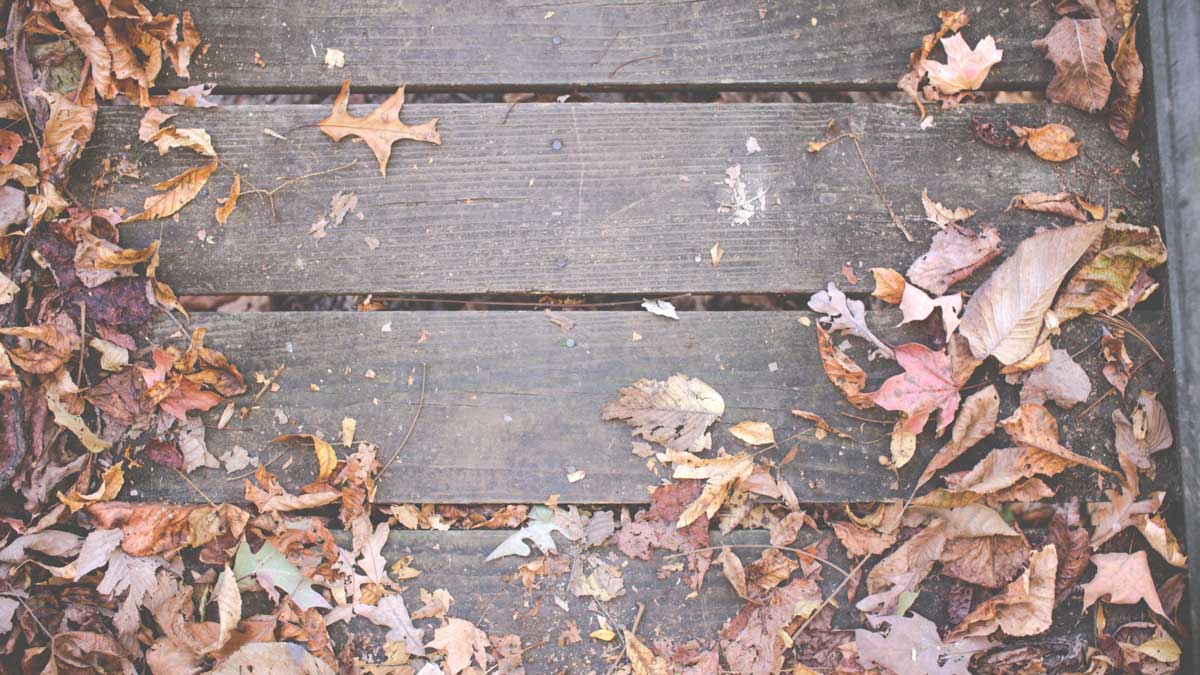 Simple and Fun Fall Activities to Enjoy From Your Back Deck